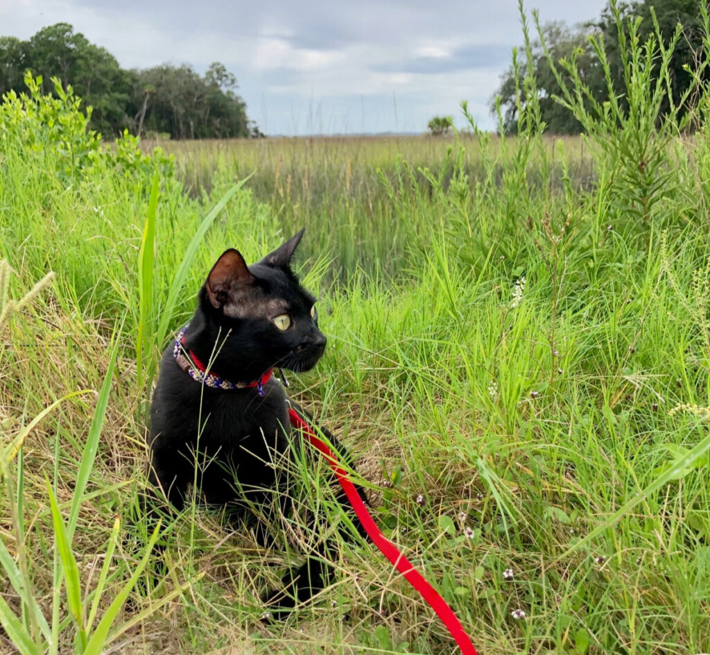 FAQ - Aries the Cat Ambassador